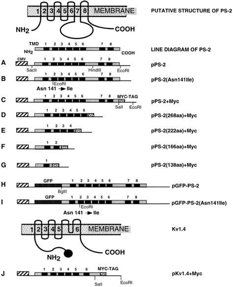 Schematic Drawings Of Ps 2 Expression Constructs The Putative
