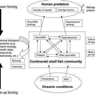 Conceptual Model Of Major Ecosystem Processes All Metrics In The Solid