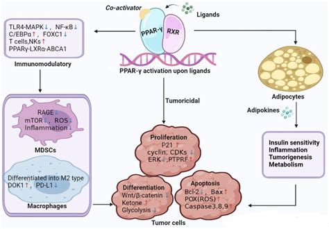 What Are Ppar Gamma Modulators Boc Sciences