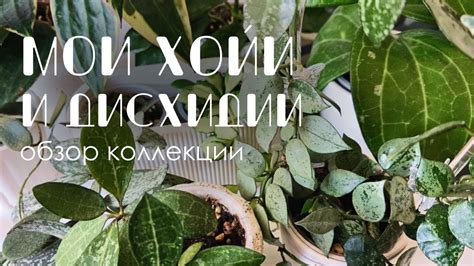 Обзор коллекции: Мои Хойи и Дисхидии. - YouTube
