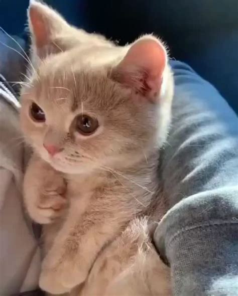Sleepy Kitten Via Tumbex