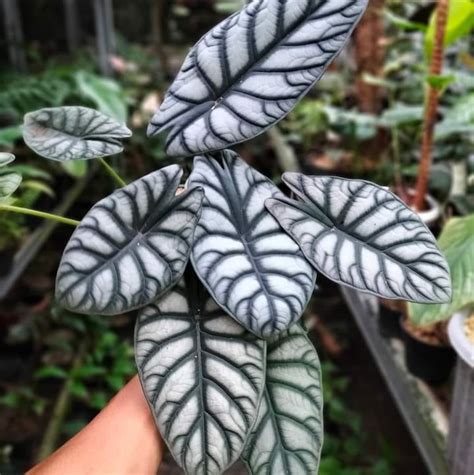 විසිතුරු මල් විකුනනනේ ගේ සංගමය