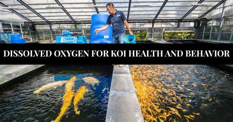 Importance Of Dissolved Oxygen For Koi Health