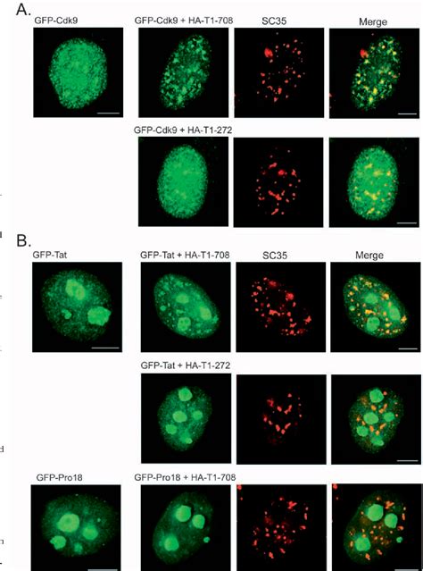 Figure 7 From The Cdk9 And Cyclin T Subunits Of Tak P Tefb Localize To Splicing Factor Rich