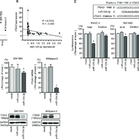 Itgb1 Mrna And Protein Expression After Si Itgb1 Transfection And