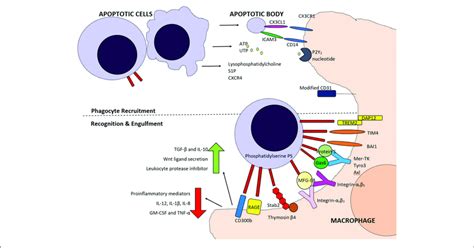 Schematic Diagram Of Some Of The Molecules Involved In Phagocyte Download Scientific Diagram