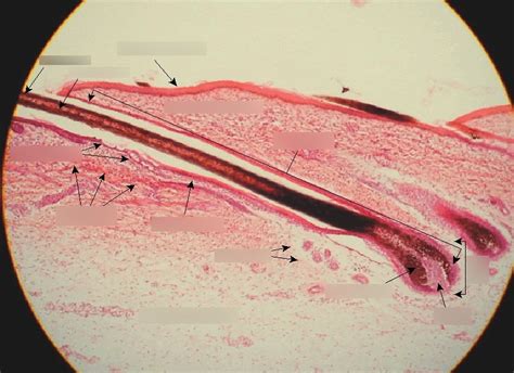 Hair Follicle Diagram Diagram Quizlet