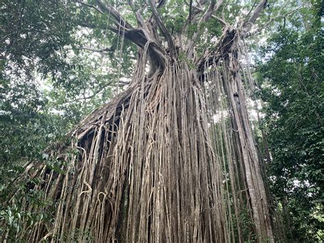 Curtain Fig National Park Parks And Forests Department Of Environment And Science Queensland