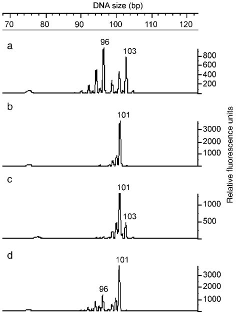 Representative Genescan Electropherogram Profiles Of The Spagc1 Locus Download Scientific