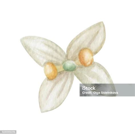 수채화 그림입니다 손으로 그린 흰색 베이지색 꽃잎 4개와 노란색 중앙이 있는 꽃이 만발합니다 올리브 나무 꽃입니다 여름 봄 자연 섬유 인쇄물 배너를 위한 격리된 꽃 클립