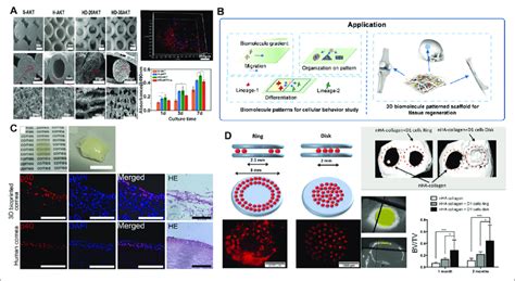 A Sem Topography And Cell Proliferation Data Of 3d Printed Fibers