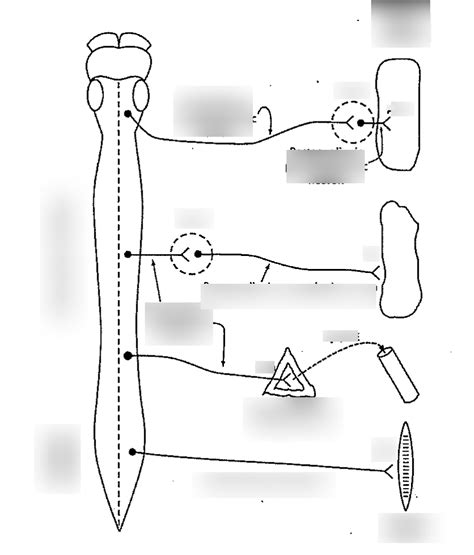 Diagram Of Neurons Quizlet Diagram Of Neurons Quizlet