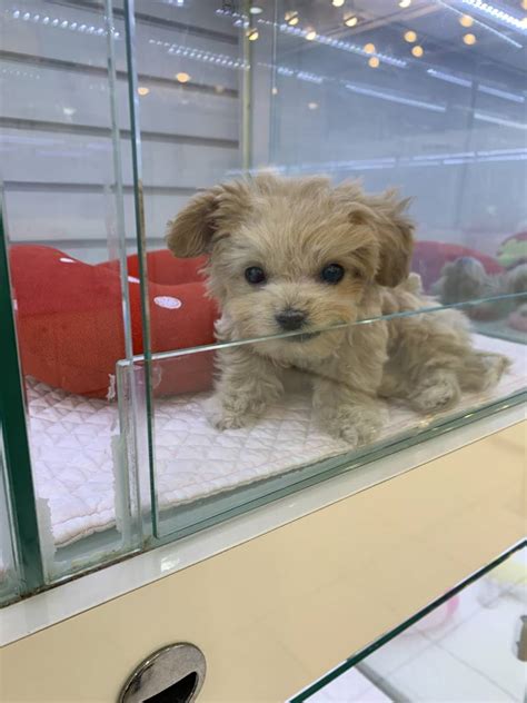 [잡담] 강아지 이름짓기 도와주라 ㅠ 1122334455 인스티즈 Instiz 일상 카테고리