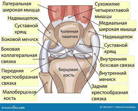 Anatomy Structure Knee Joint Vector Stock Vector Illustration Of Body Rotation 78016227