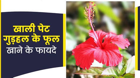सुबह खाली पेट गुड़हल के फूल खाने से सेहत को मिलेंगे कई फायदे जानें