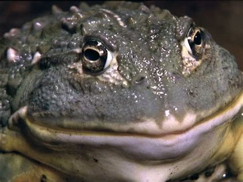 15 Fat Frog Stock Videos Footage And 4k Video Clips Getty Images