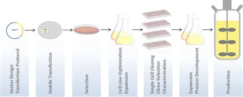 Cell Line Development Cell Imager