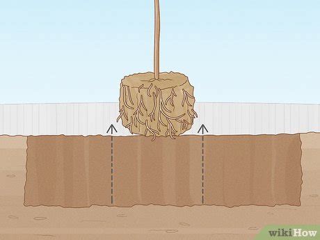 How To Plant A Maple Tree With Pictures WikiHow