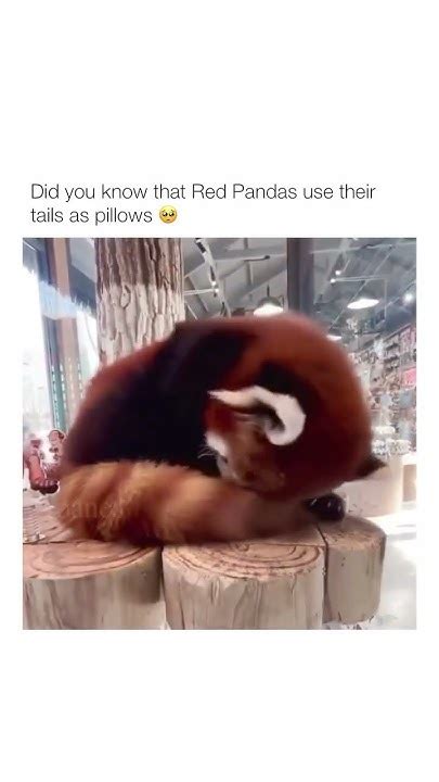 Adorable Red Rareyo Animol Using Pillow Technique Playing Prvnci Youtube