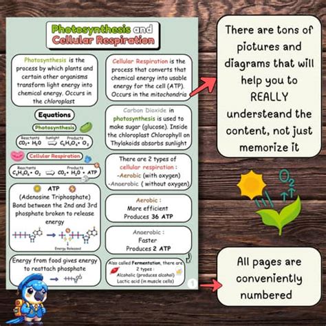 Photosynthesis And Cellular Respiration Biology Notes Atp Equations