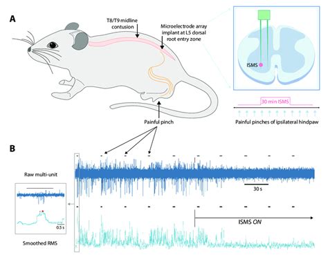 Experimental Overview A Schematic Depictions Of Sci And