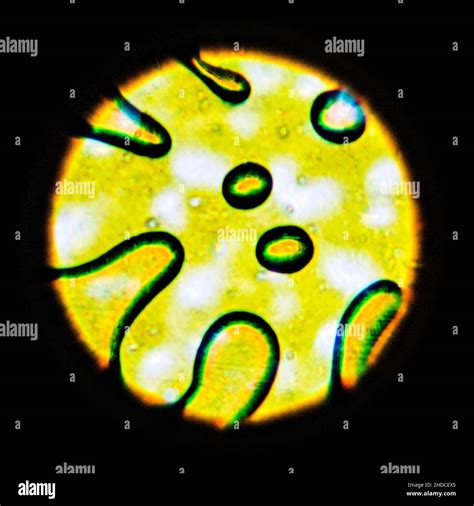 Plant Roots Under The Microscope Stock Photo Alamy