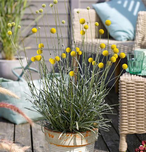 Краспедія садова рослина Догляд та вирощування Faterra