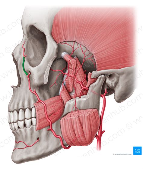 Angular Artery 884 Kenhub Image License Store