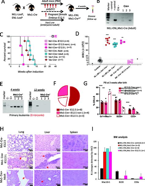 Adult And Embryonic Induced Mll Enl Translocation Models In Mice Using