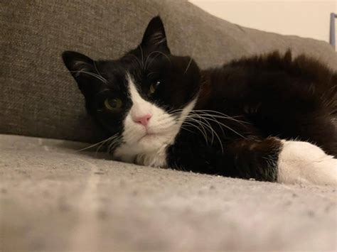 תמונות של חתולים חתולים שמחים