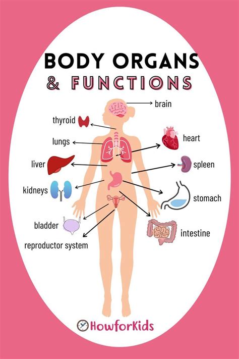 Human Body Systems And Functions🧘🏽🤸🏽 In 2023 Human Body Systems