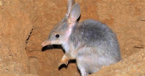 Federal Government Announces 1 Million For Bilby Conservation Farm Online Act