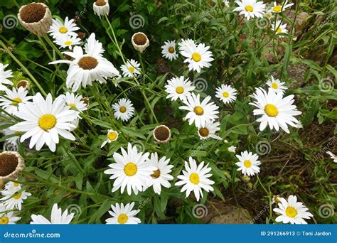 Giant Daisies In The Garden Huge White Daisy Flower Stock Image Image Of Natural Peaceful