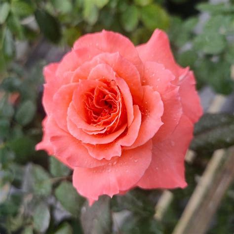 Sweet Fragrance Rose: Captivating Beauty and Alluring Scent in Your Ga ...