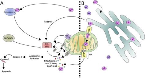 Mitochondrial Activation Of Apoptosis In Neurons A A Schematic