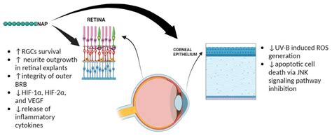 Activity Dependent Neuroprotective Protein In The Eye Encyclopedia Mdpi