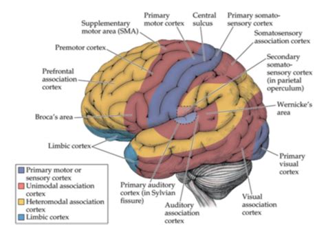 Lec 22 Higher Order Cerebral Function Left To Right Flashcards Quizlet