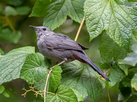 Gray Catbird Birding Depot
