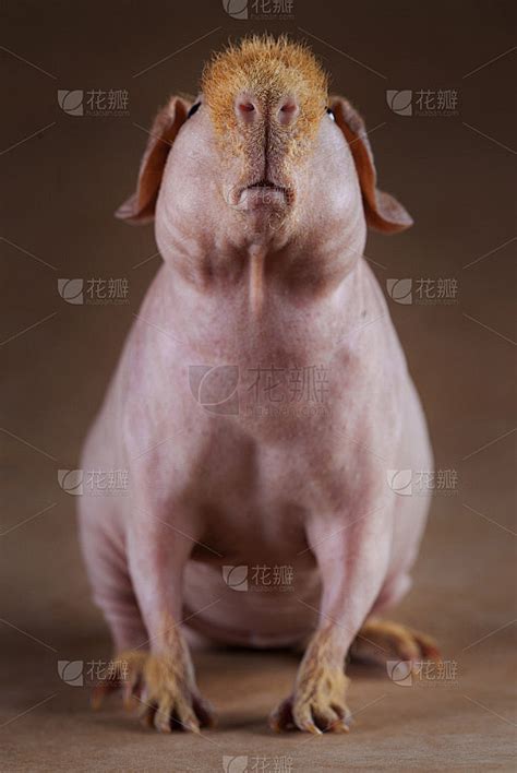 几内亚猪