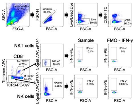 Gating Strategy For Detection Of Ifn γ Production In Nk And Nkt Cells