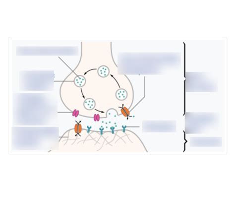 Synapses Diagram Quizlet