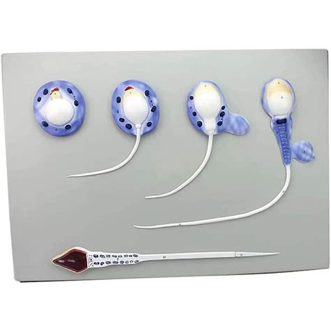 Buy Generic Sperm Formation Process Model Sperm Model Anatomical Human