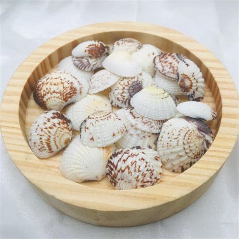 Calico Scallop Shell Etsy