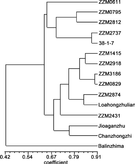 Dendrogram Generated For 15 Sesame Accessions From 48 Polymorphic Rapd
