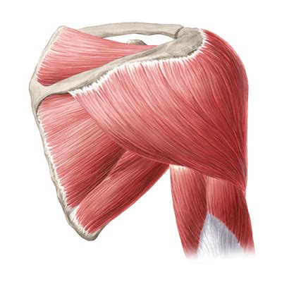 Upper Arm Muscles Unlabeled Forearm Muscles Anatomy • Muscles That