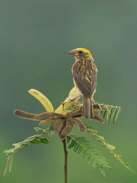 キムネコウヨウジャク Baya Weaver P1240731 R 写真共有サイトフォト蔵