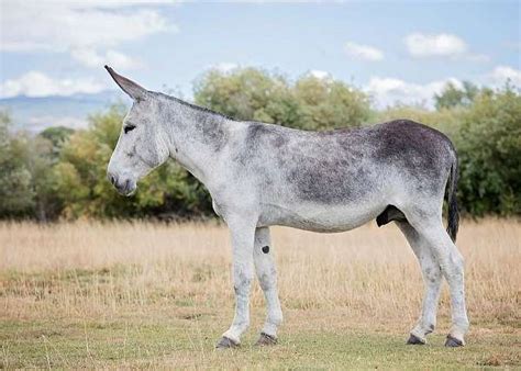 Stunning Blue Roan Mammoth Jack