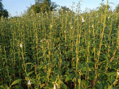 နတ်မောက်မြို့နယ်တွင် ဆောင်းနှမ်းသီးနှံများ အောင်မြင်ဖြစ်ထွန်း Information And Public Relations