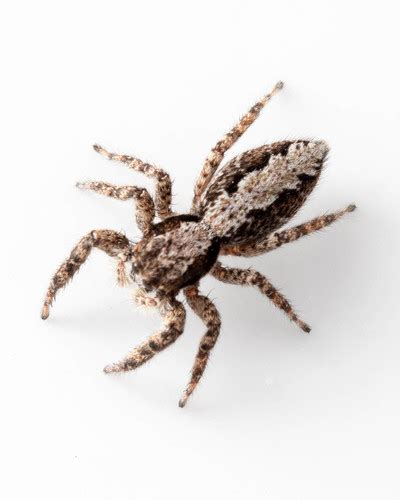 California Flattened Jumping Spider Platycryptus Californicus