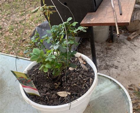 Why Are My Chinese Privet Leaves Mushy